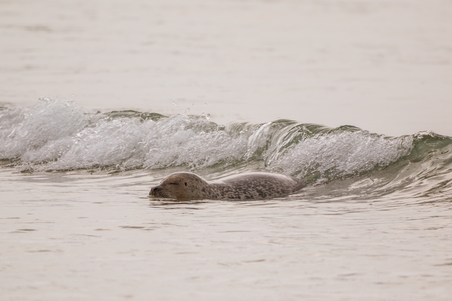 Robbe Water Swim free image download