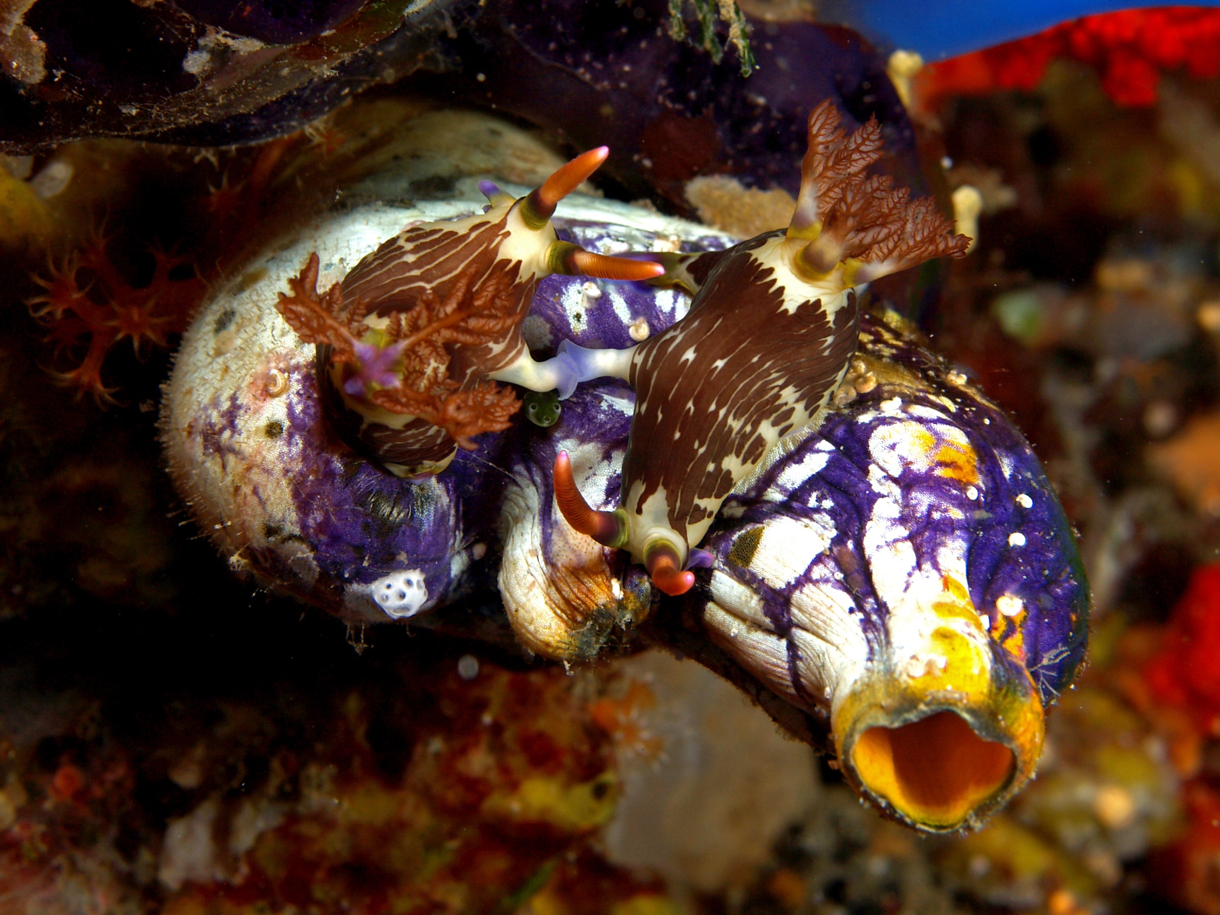 Nembrotha Lineolata Mating free image download