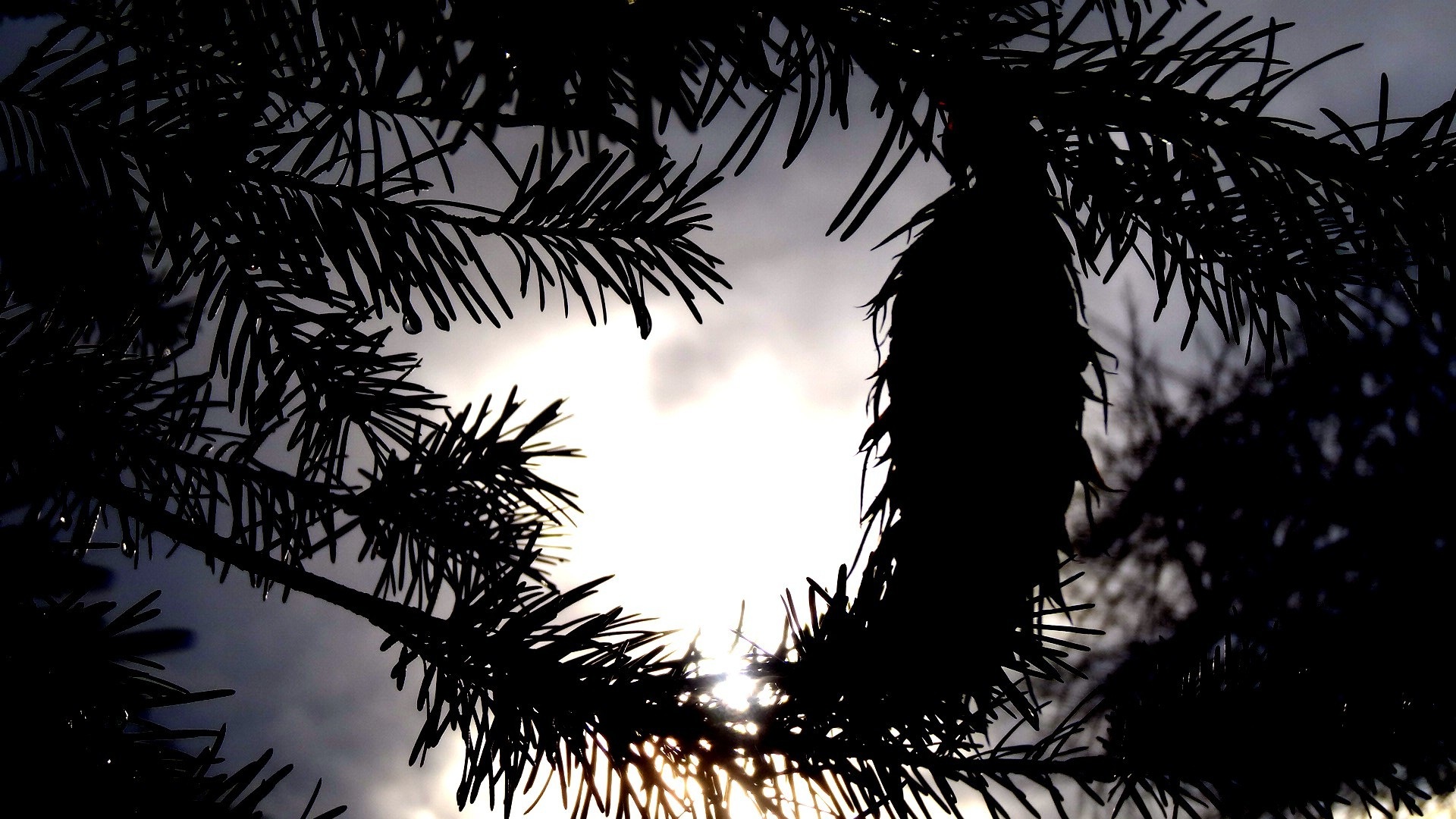 Tree Nature Sun free image download