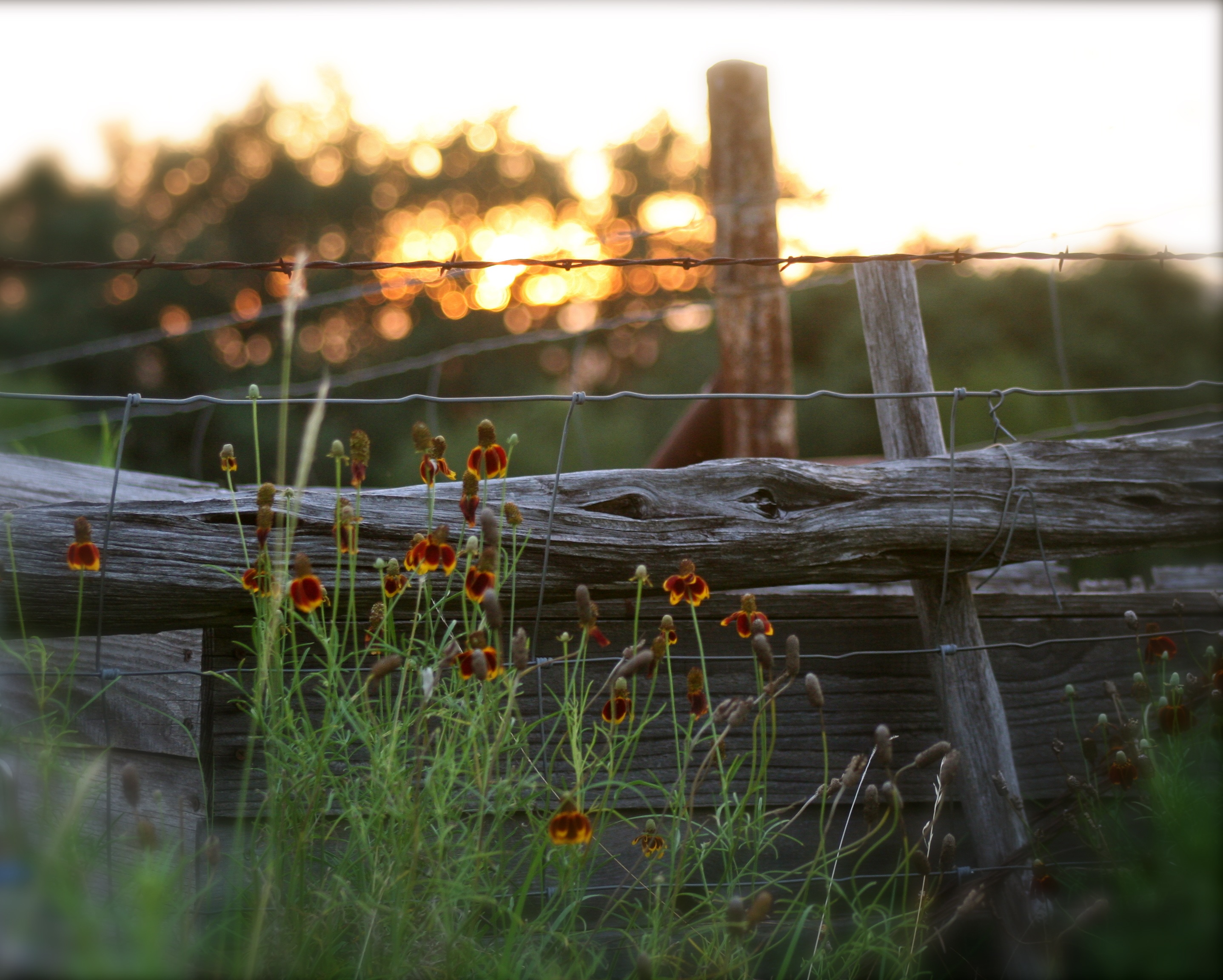 Fence Sunset Summer free image download