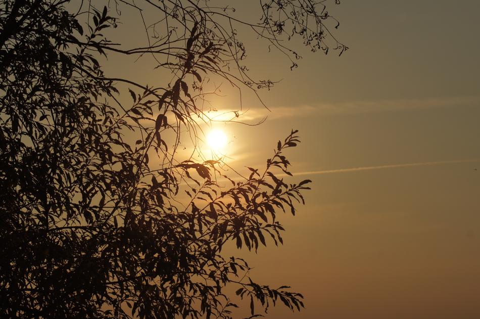 Sunset Sun Tree free image download