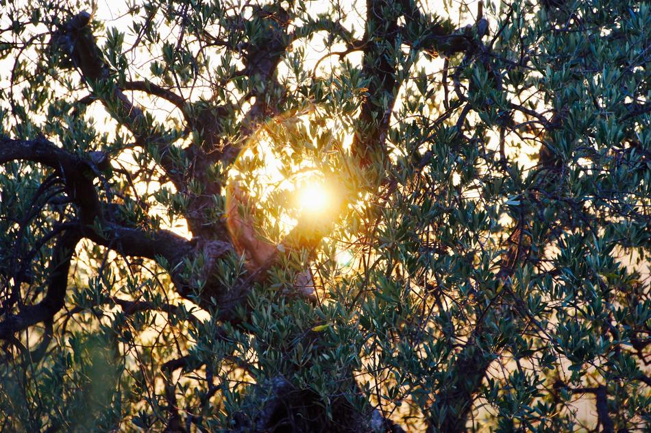 Olive Tree Evening Sun Italy free image download