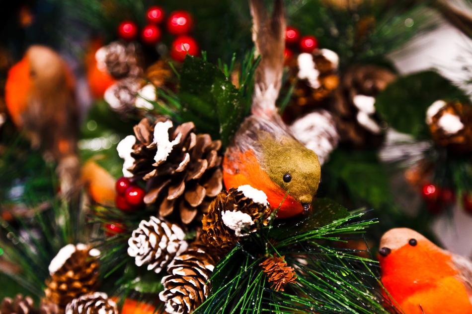 Animal Bird Celebration free image download
