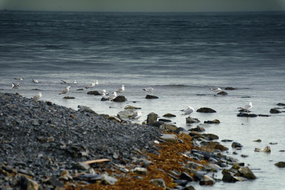 Sea Rain Coast free image download