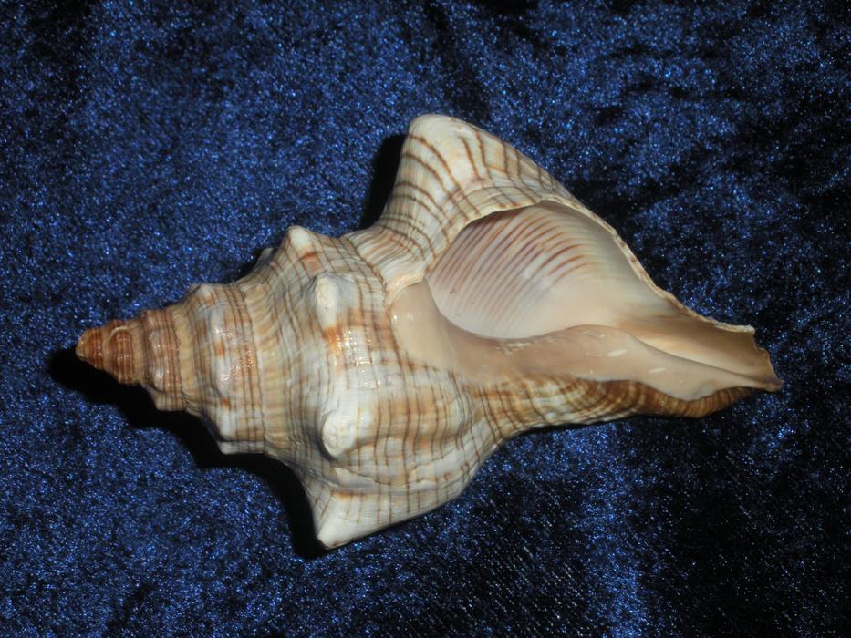 Conch Seashell Decorative free image download