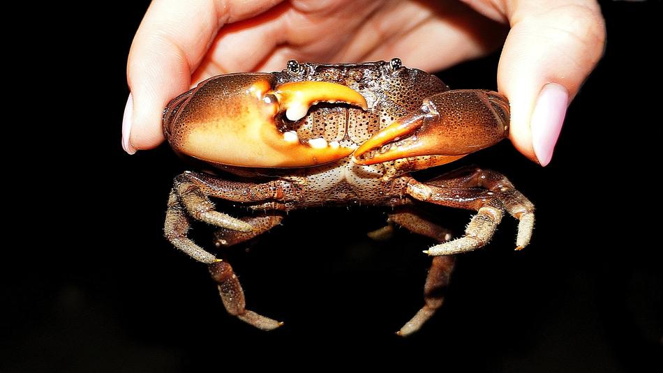 Crab Pincers Sea Creatures free image download