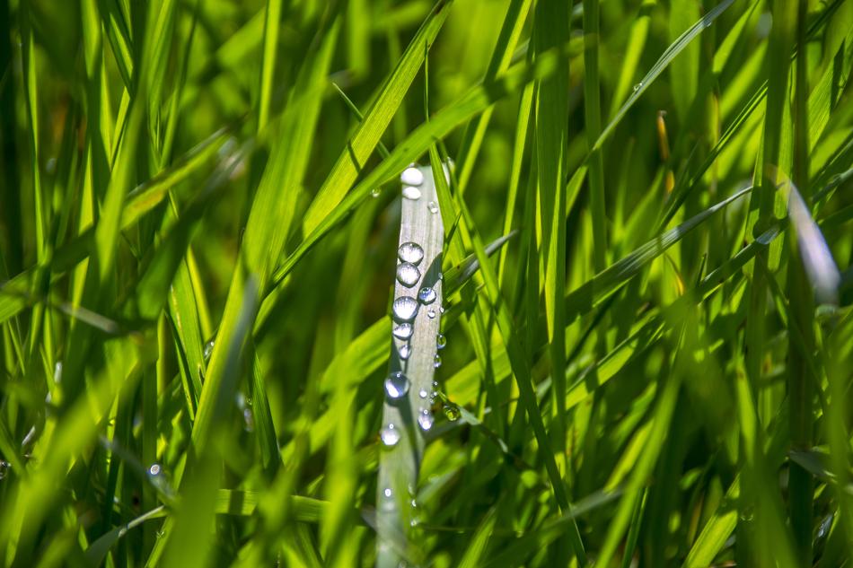 Grass Rosa Morning free image download