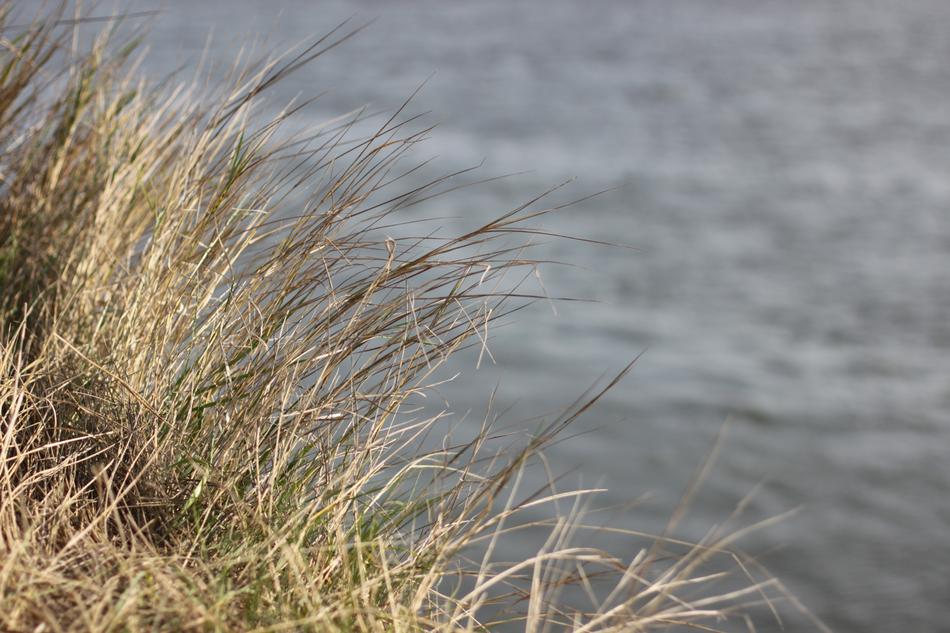 Grass Dirty Blue free image download
