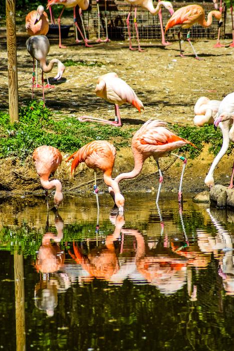 Zoo Paugres Ardeche free image download