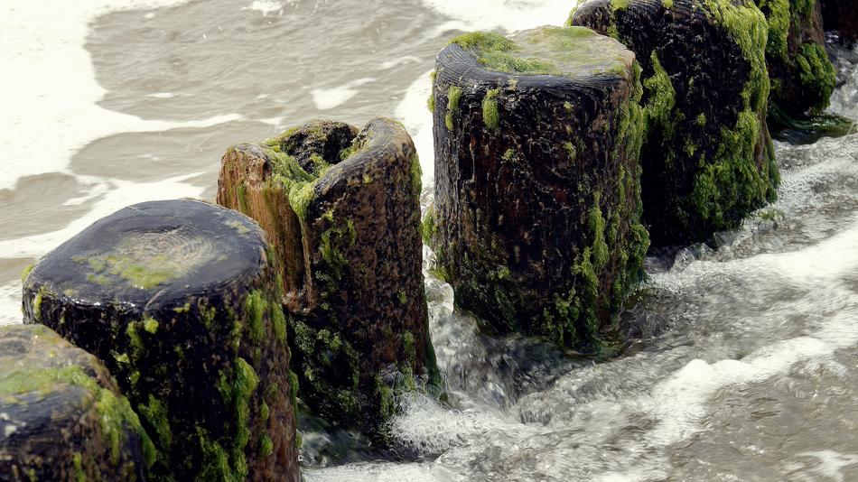 Algae Wood Breakwater free image download