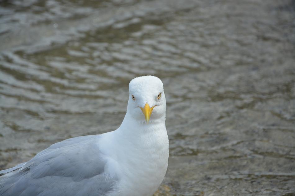 Bird Head Face Green Eyes free image download