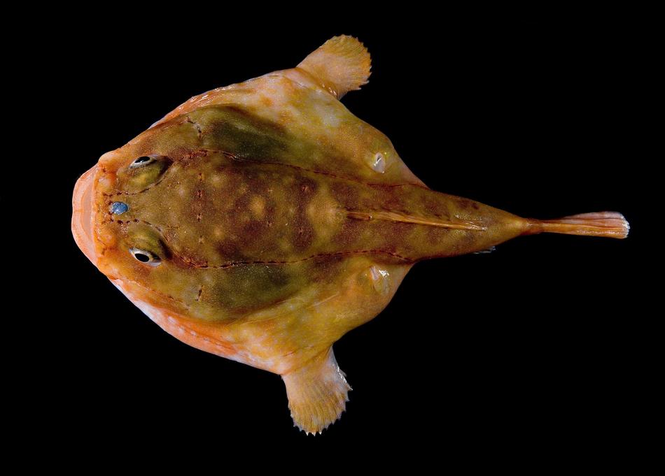 Sea Toad Fish Chaunacidae Chaunax free image download