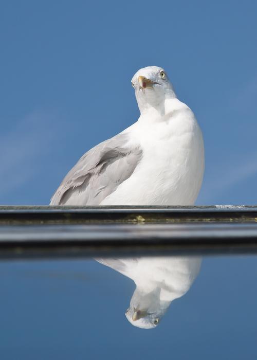 Seagull Mirror Vain free image download