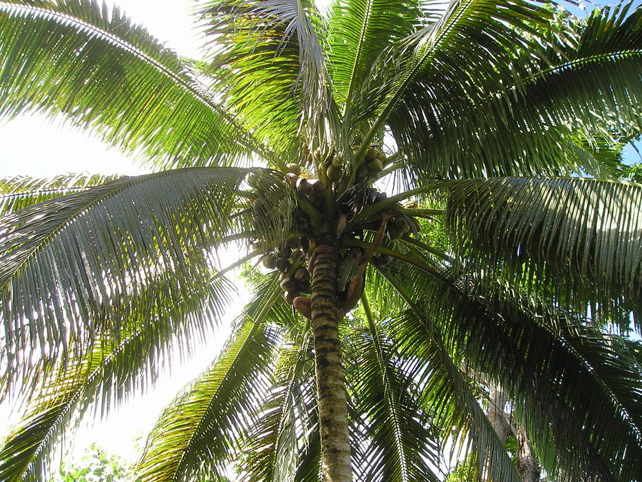 Palm Coconut Harvest free image download