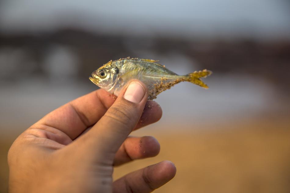 Fish Fishing Catch free image download