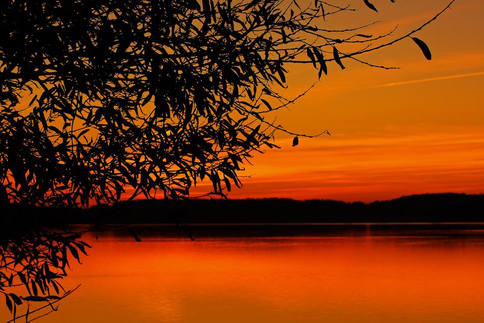 Sunset Evening Sky Plant free image download