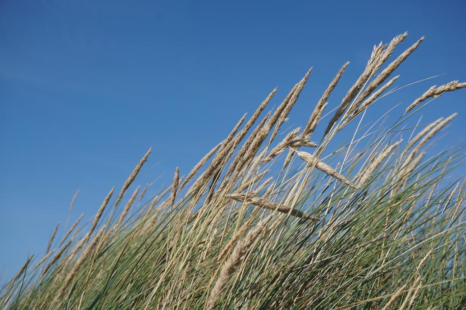 Grass Dike North Sea free image download