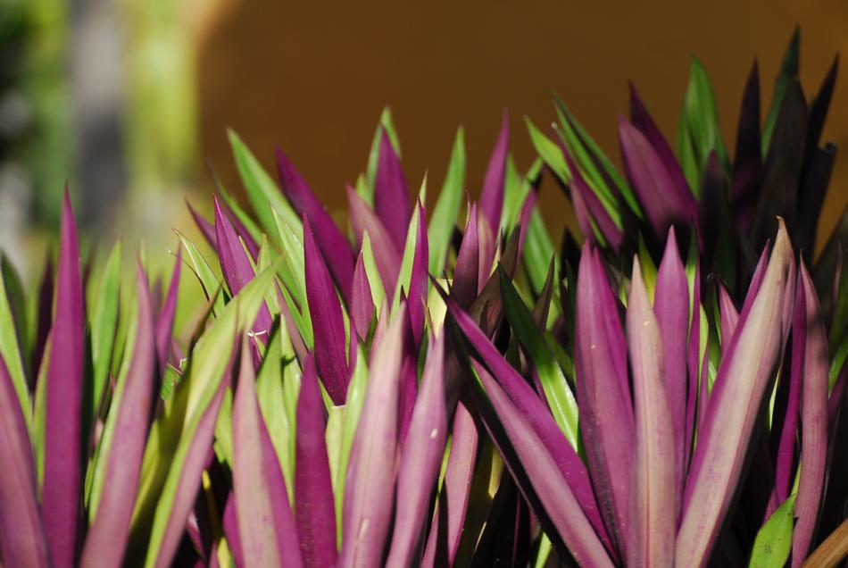 Dom Rep Dominican Republic free image download