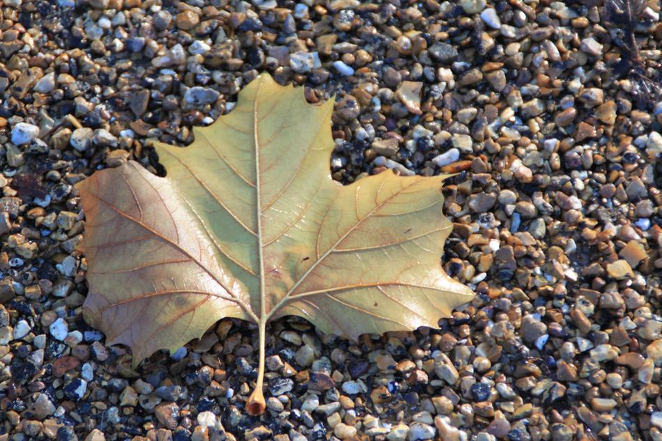 Leaf Beach Shingle free image download