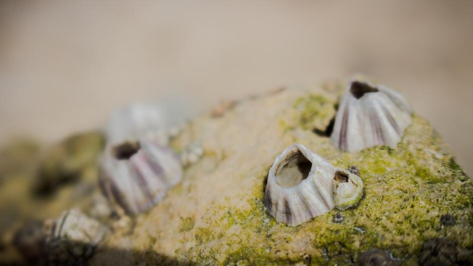 Rock Shell Nature free image download