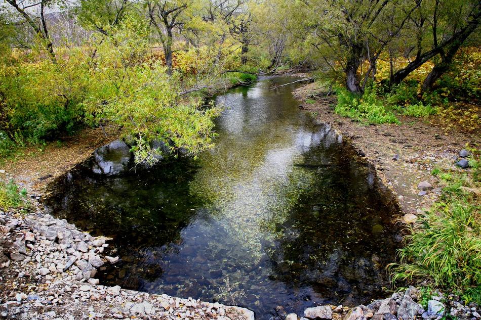 Forest Small River Body Of Water free image download