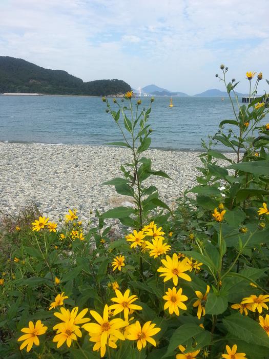 Beach Flowers Autumn free image download