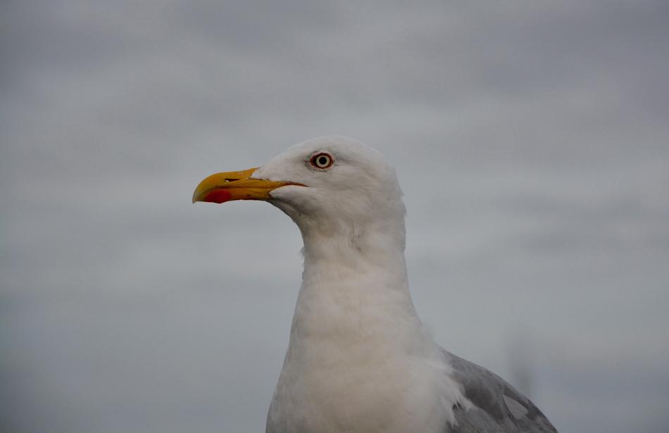 Seagull Head Profile Long-Billed free image download