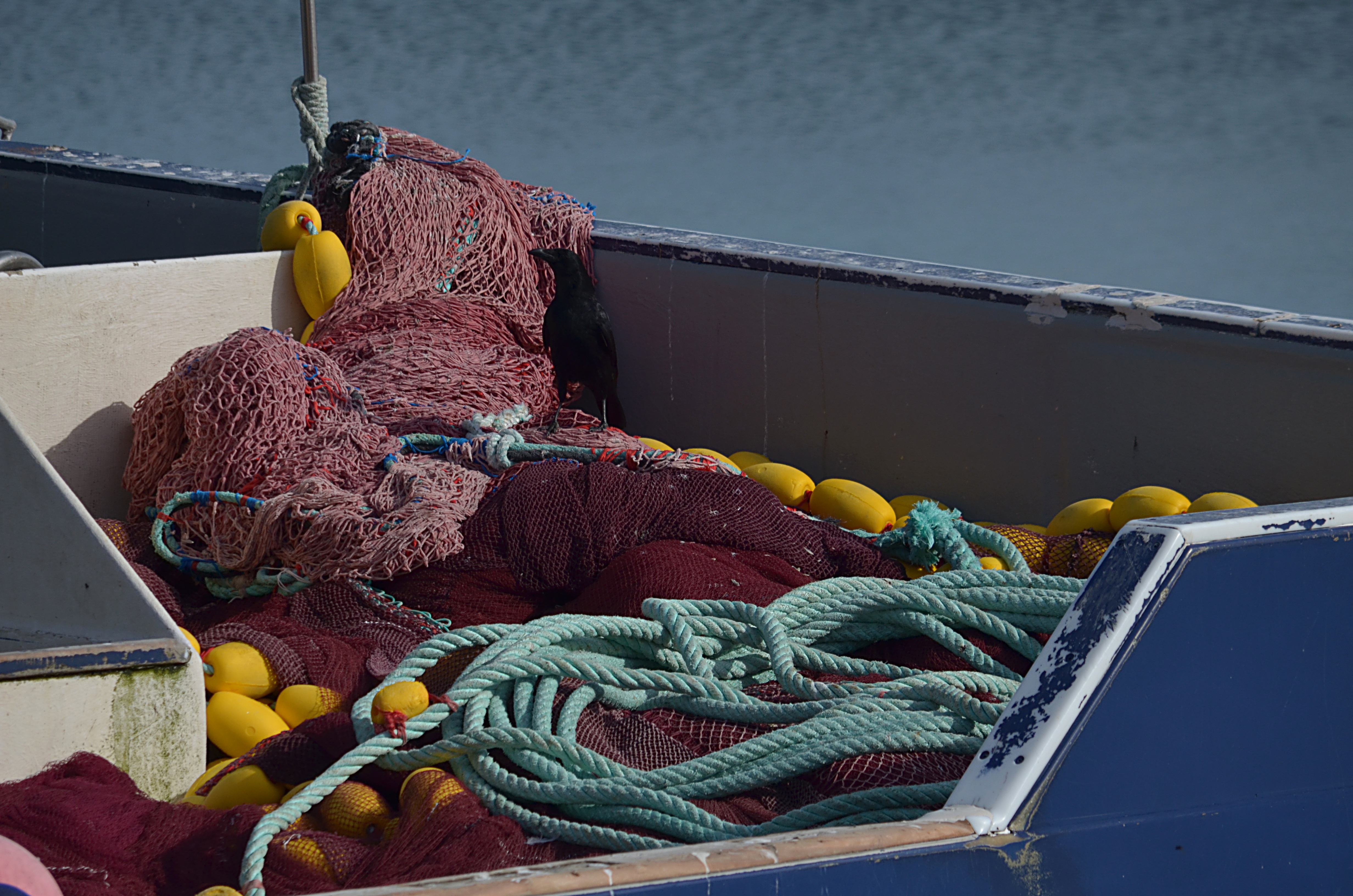 Netting Fishing Sea free image download