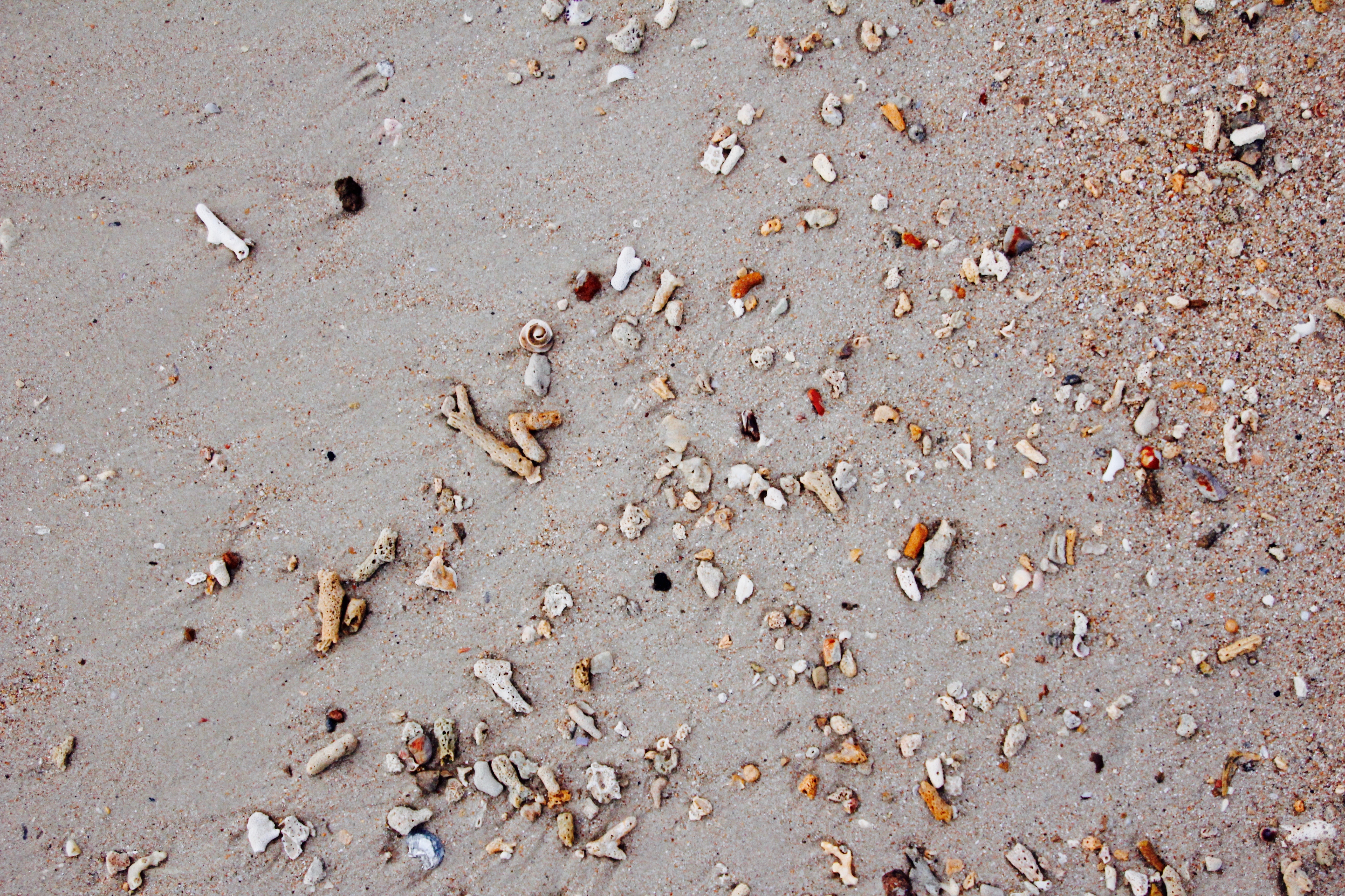 Beach Mussels Sea free image download