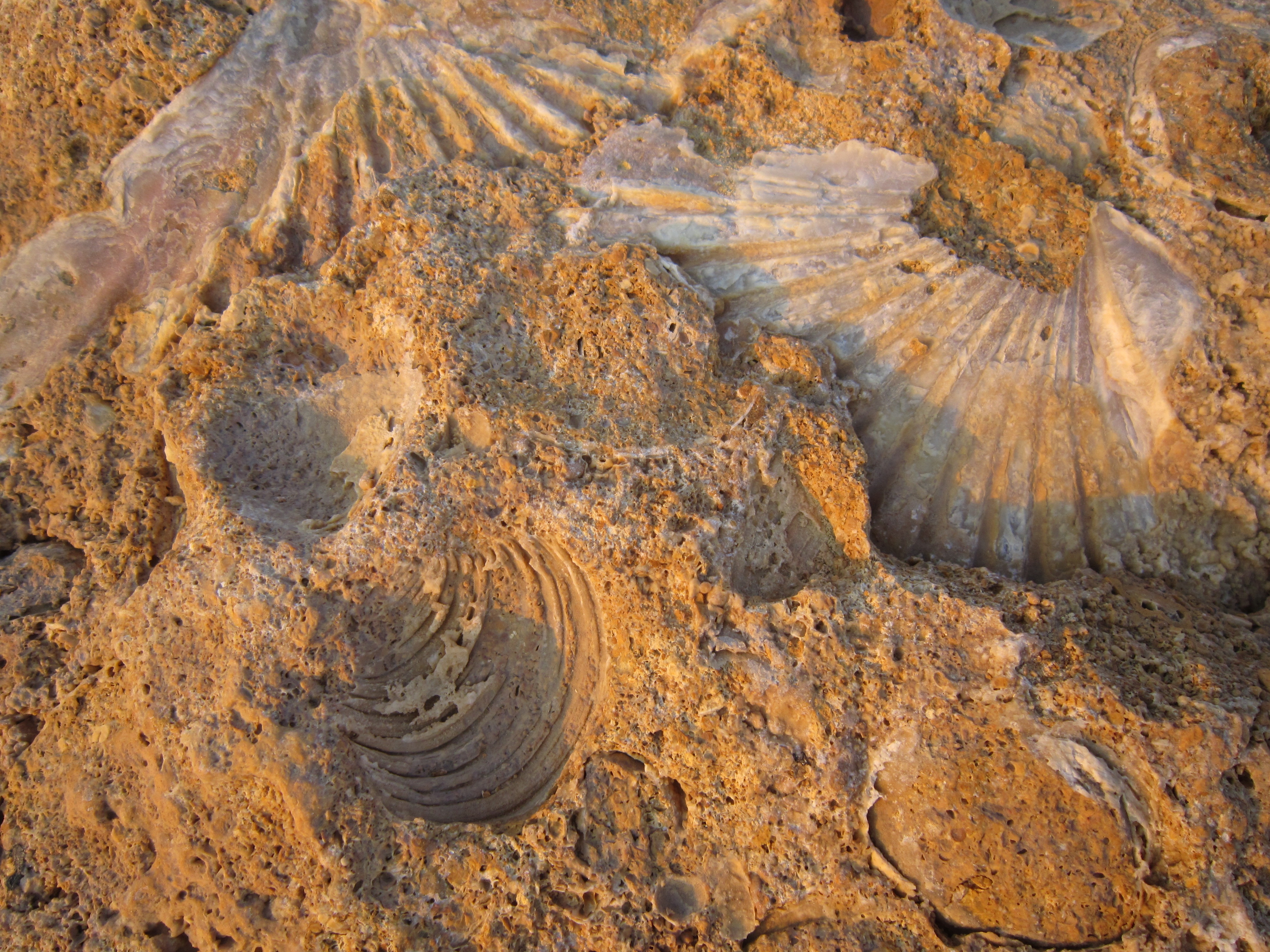 Petrification Fossilized Mussels shells free image download