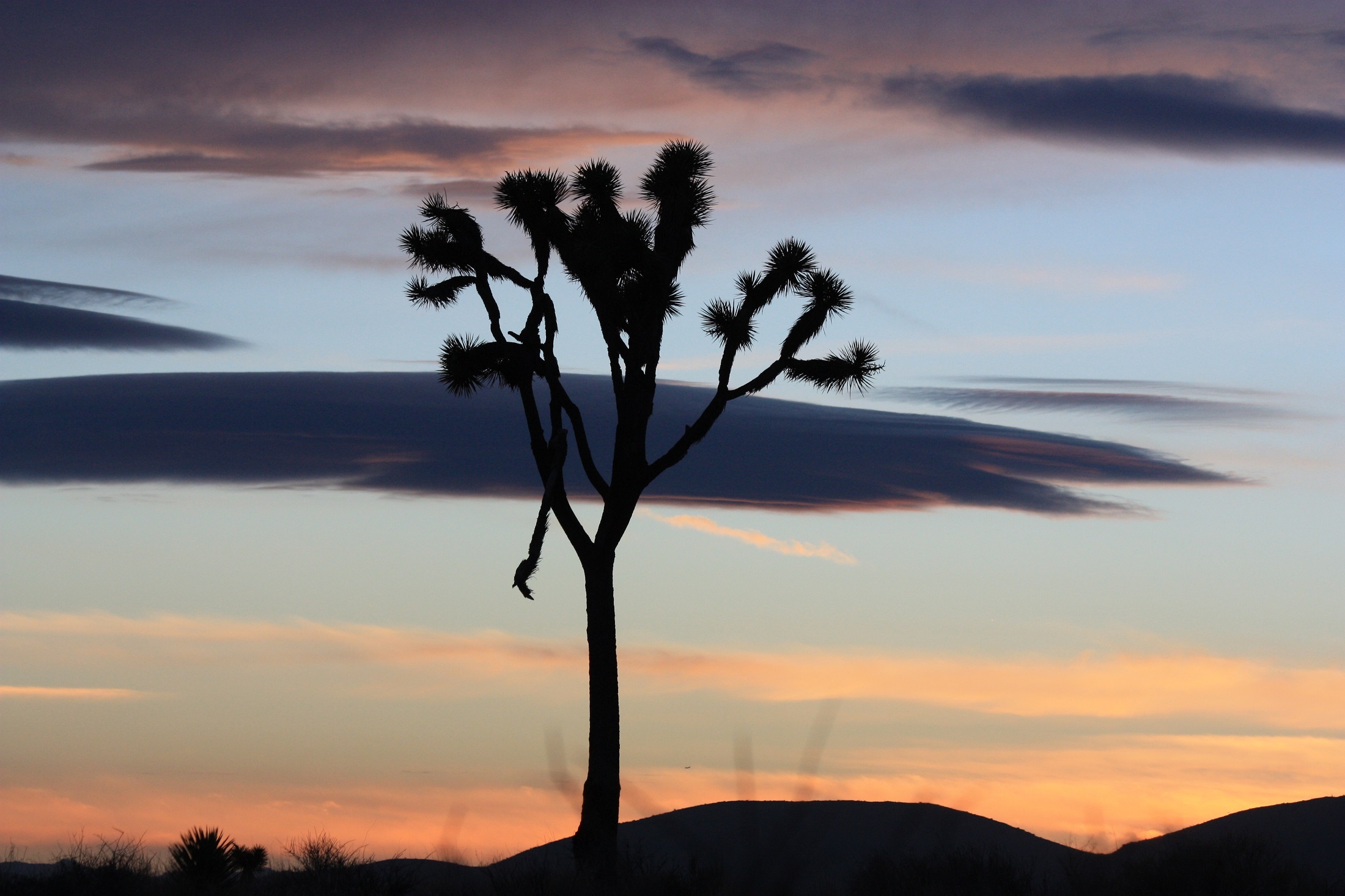 Sunset Landscape Tree free image download