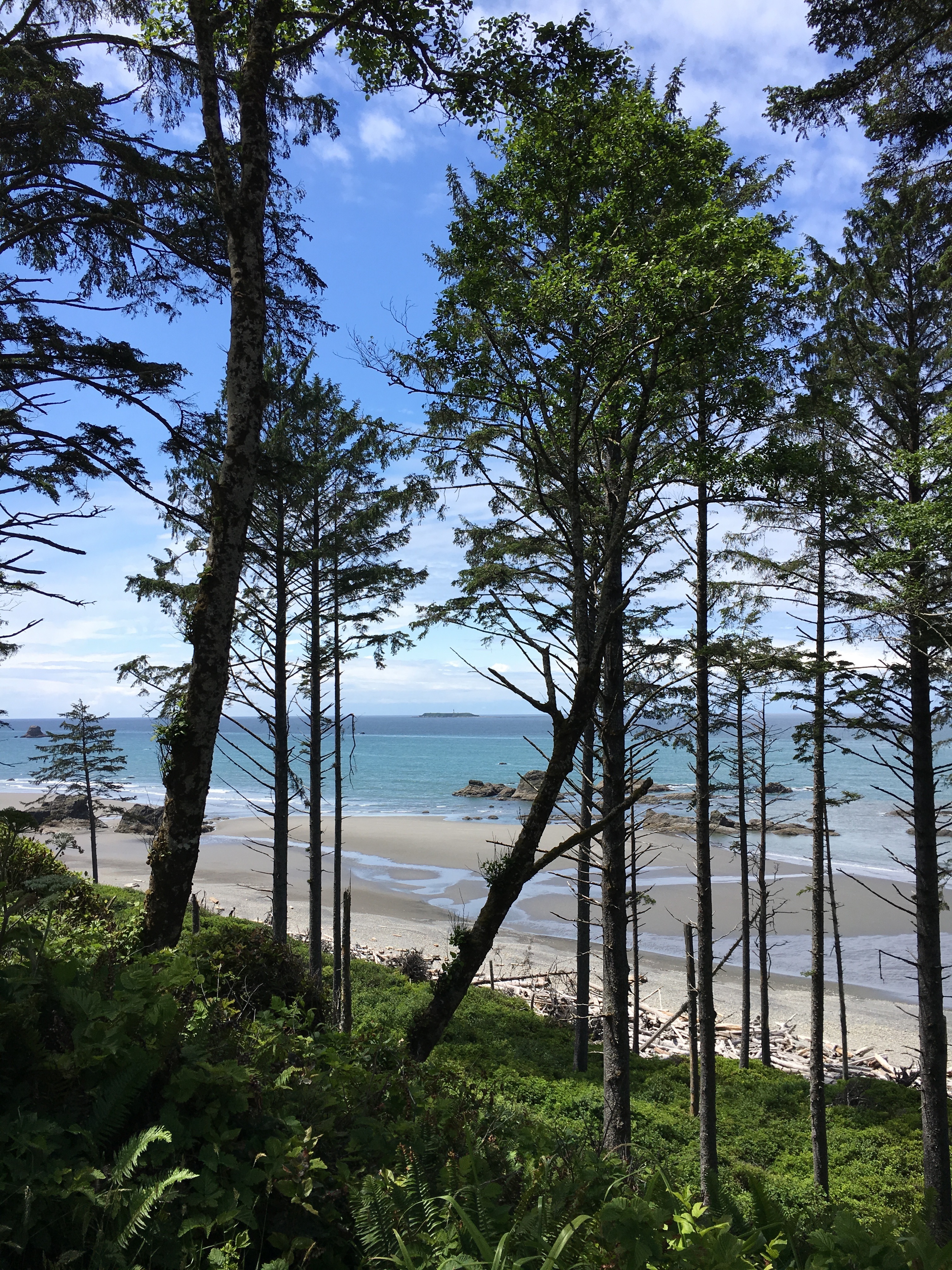 Washington State Douglas Fir Trees free image download