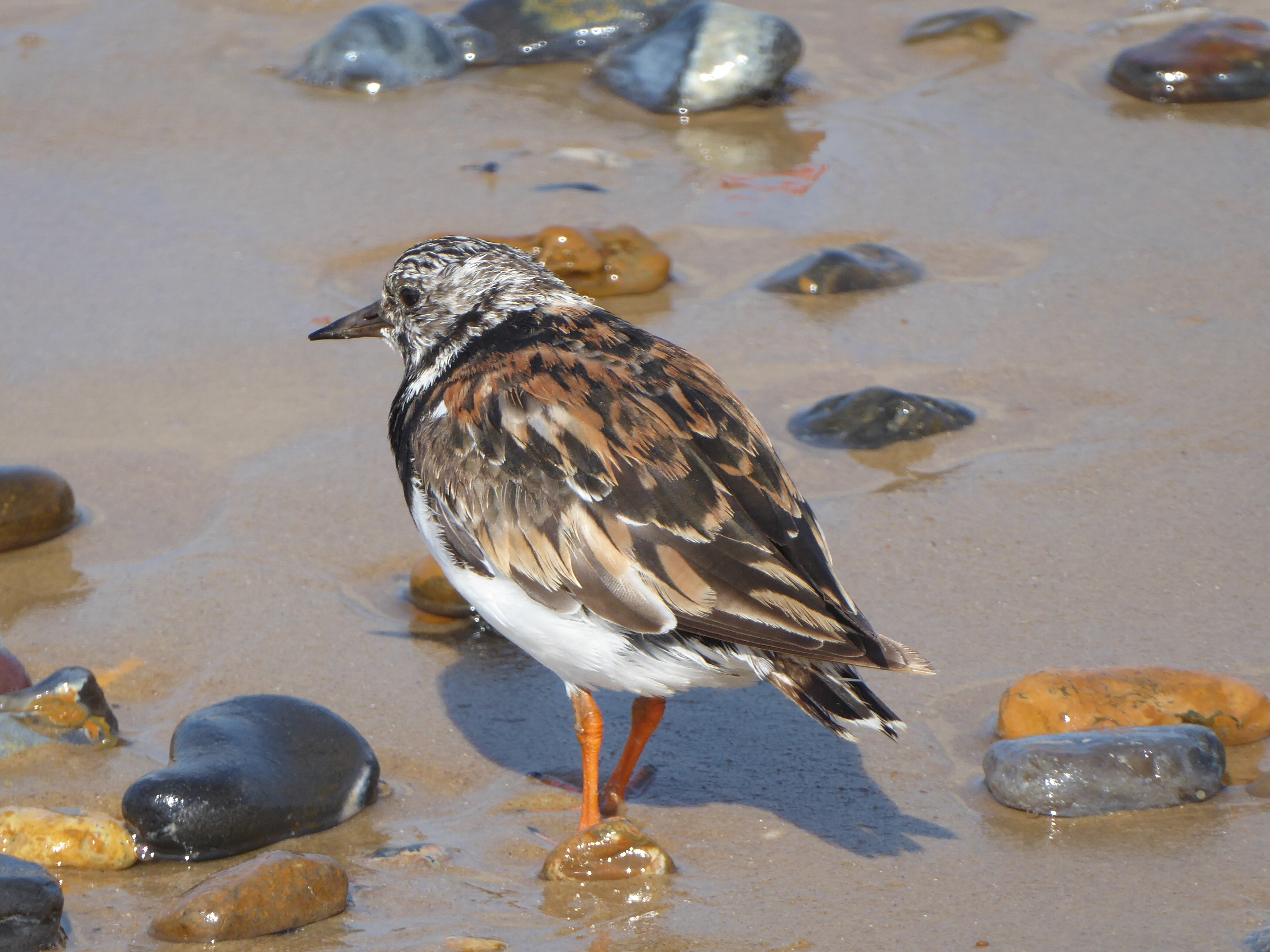 Turnstone Bird Animal free image download