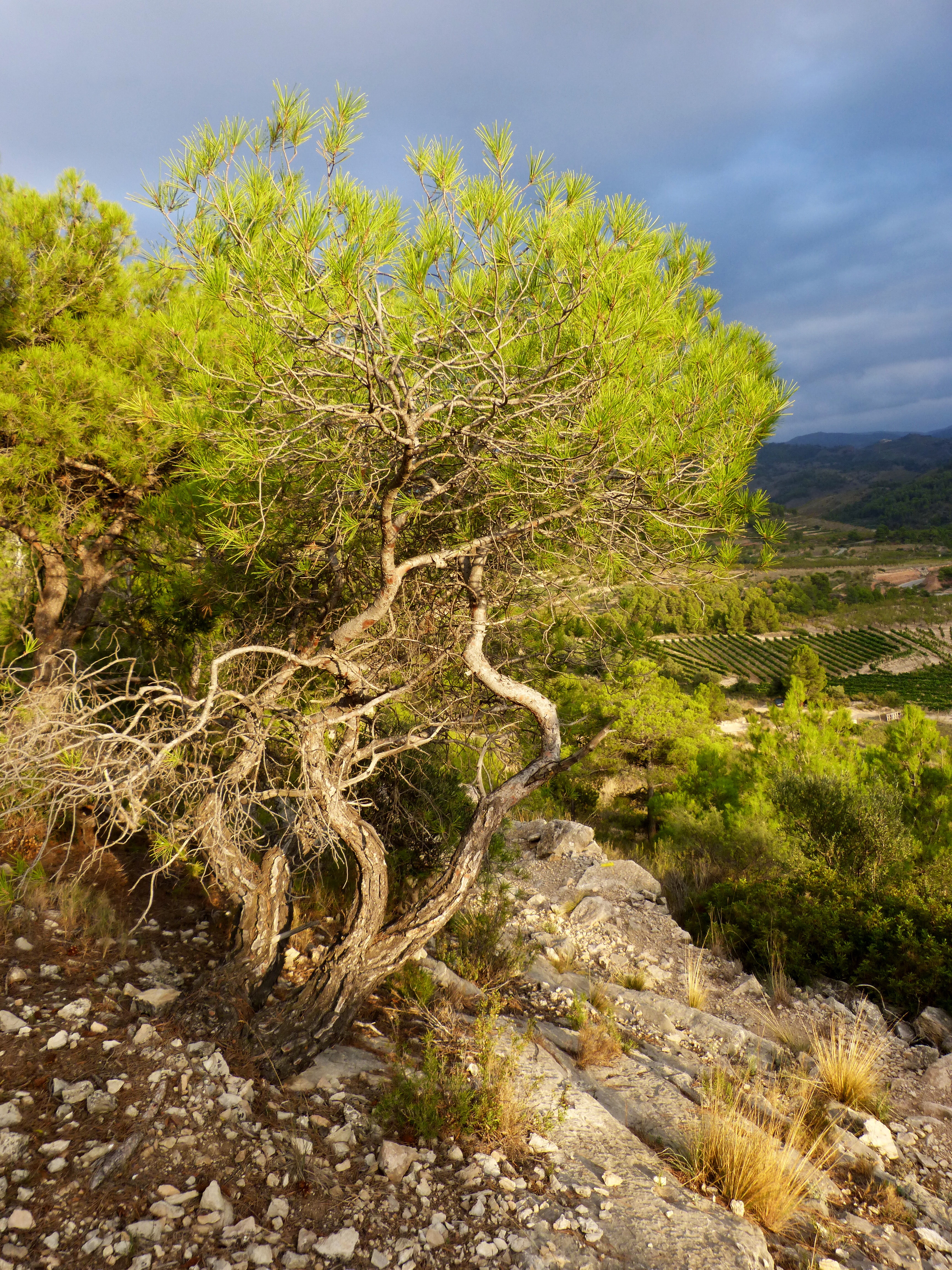 Pine Rock Dramatic free image download