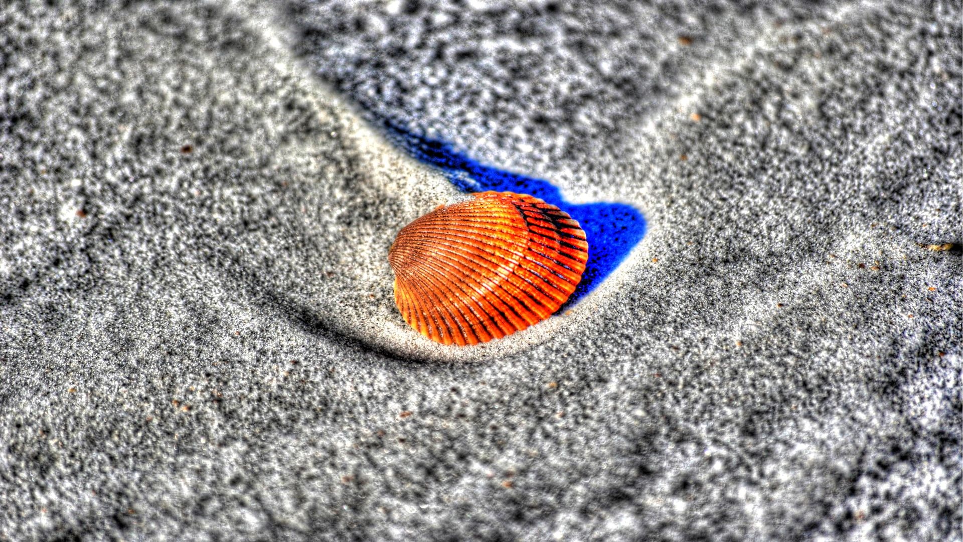 Shell Sand Beach Orange free image download
