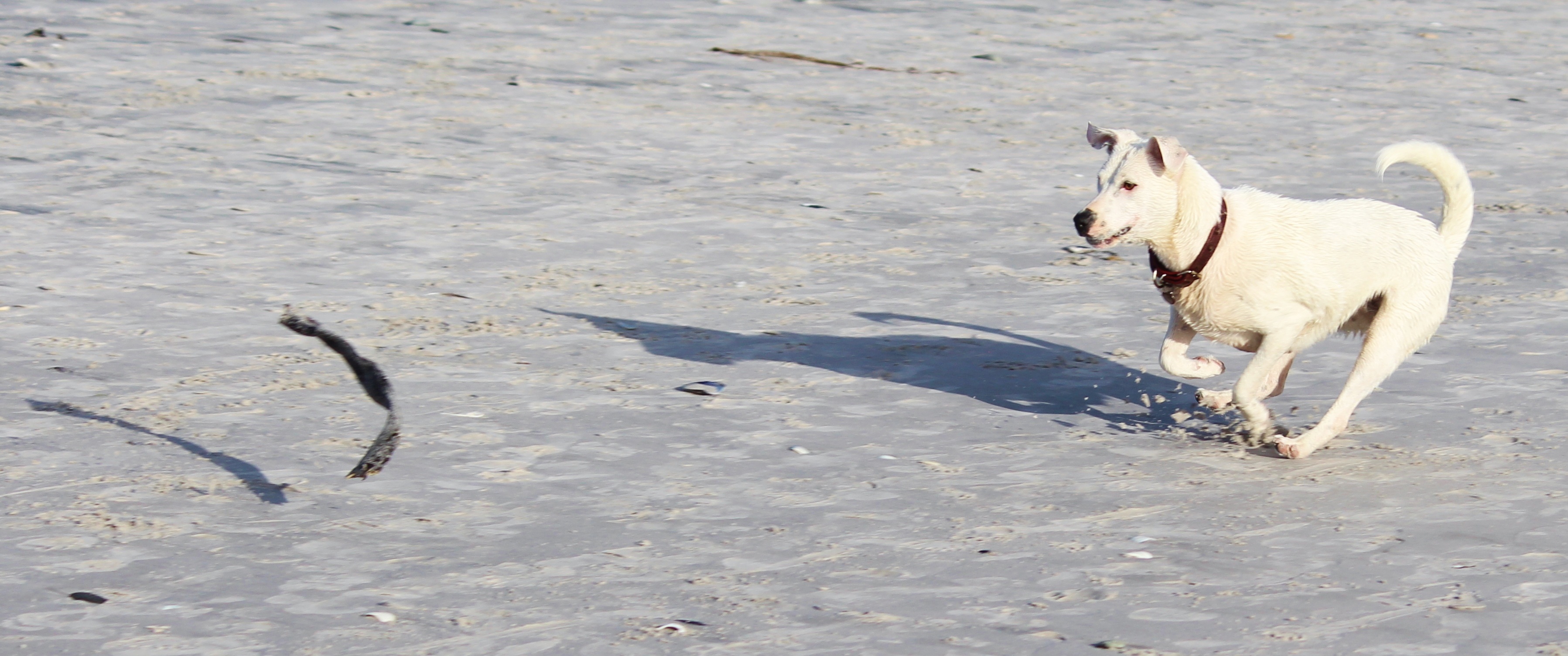 Dog Play Batons free image download