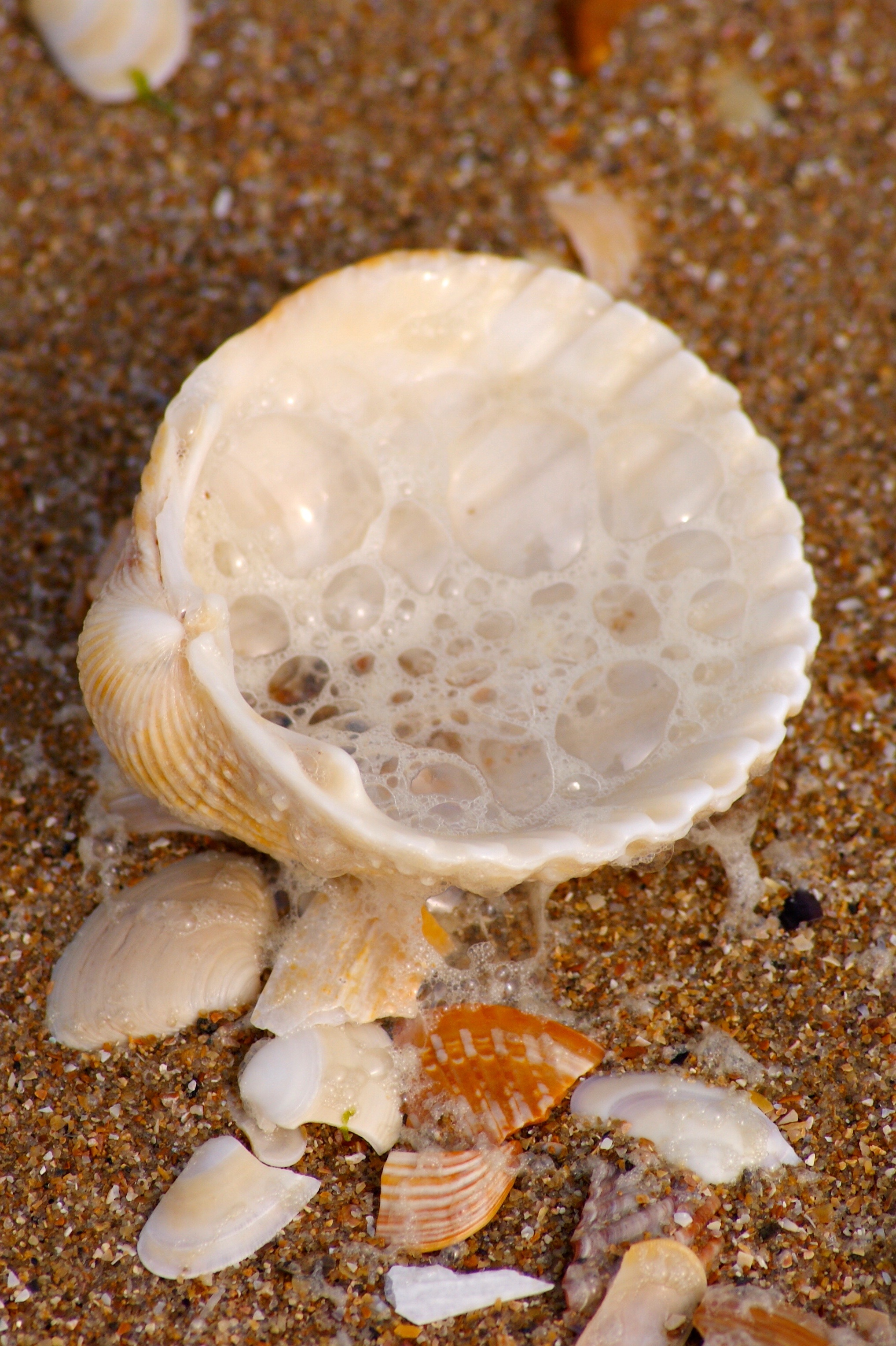 Shell Wave Vacations free image download