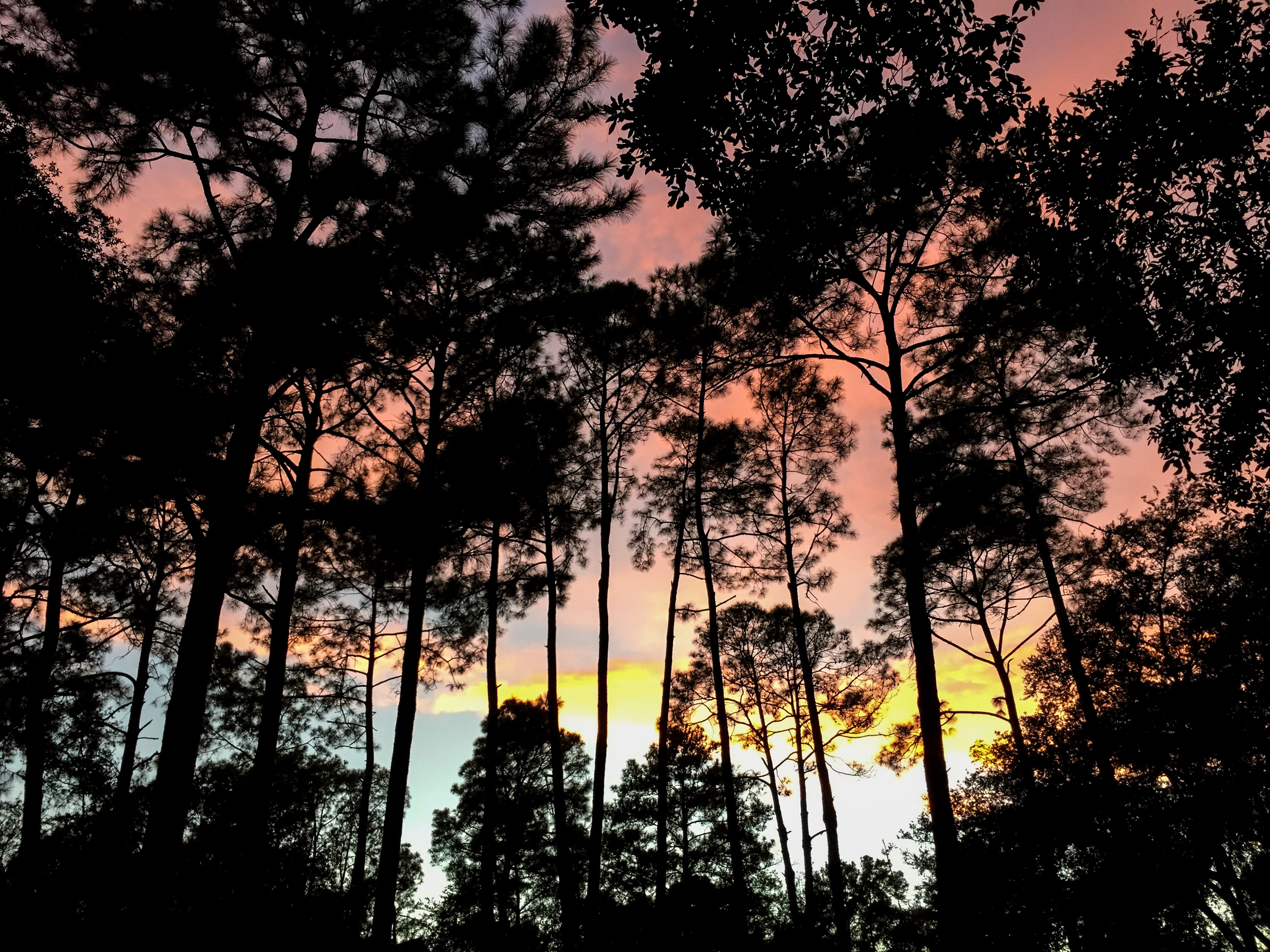 Forest Trees Sunset Golden free image download