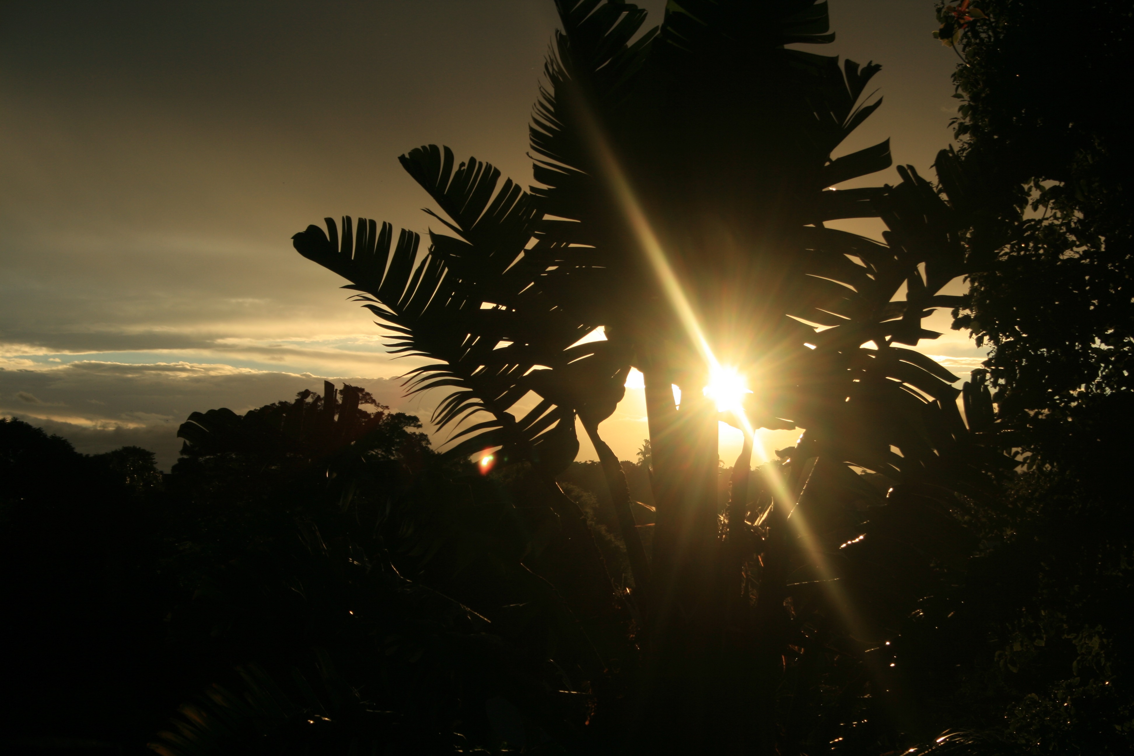 Tree Wild Banana Strelitzia free image download
