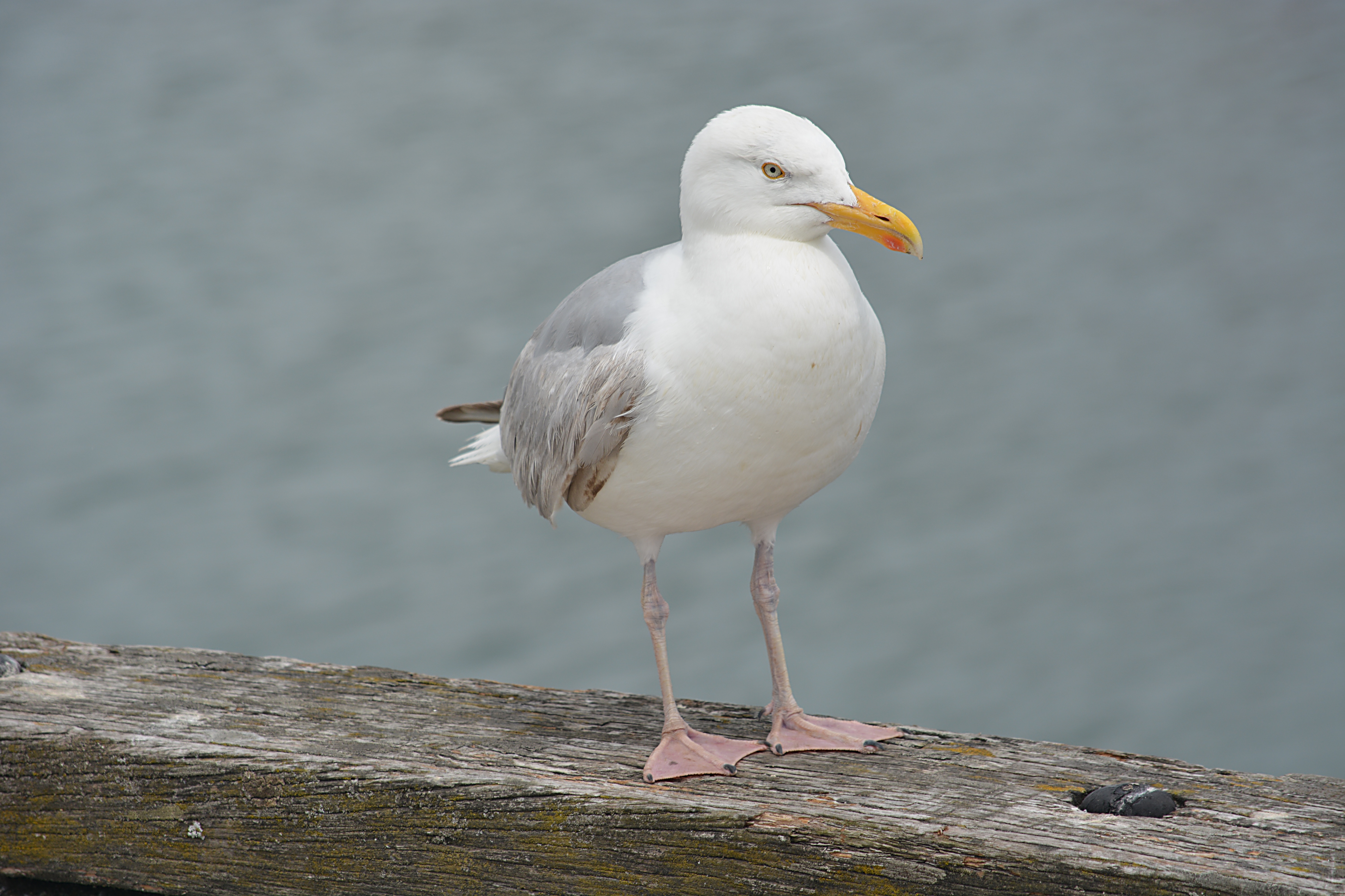Bird Gull Animal Sea free image download