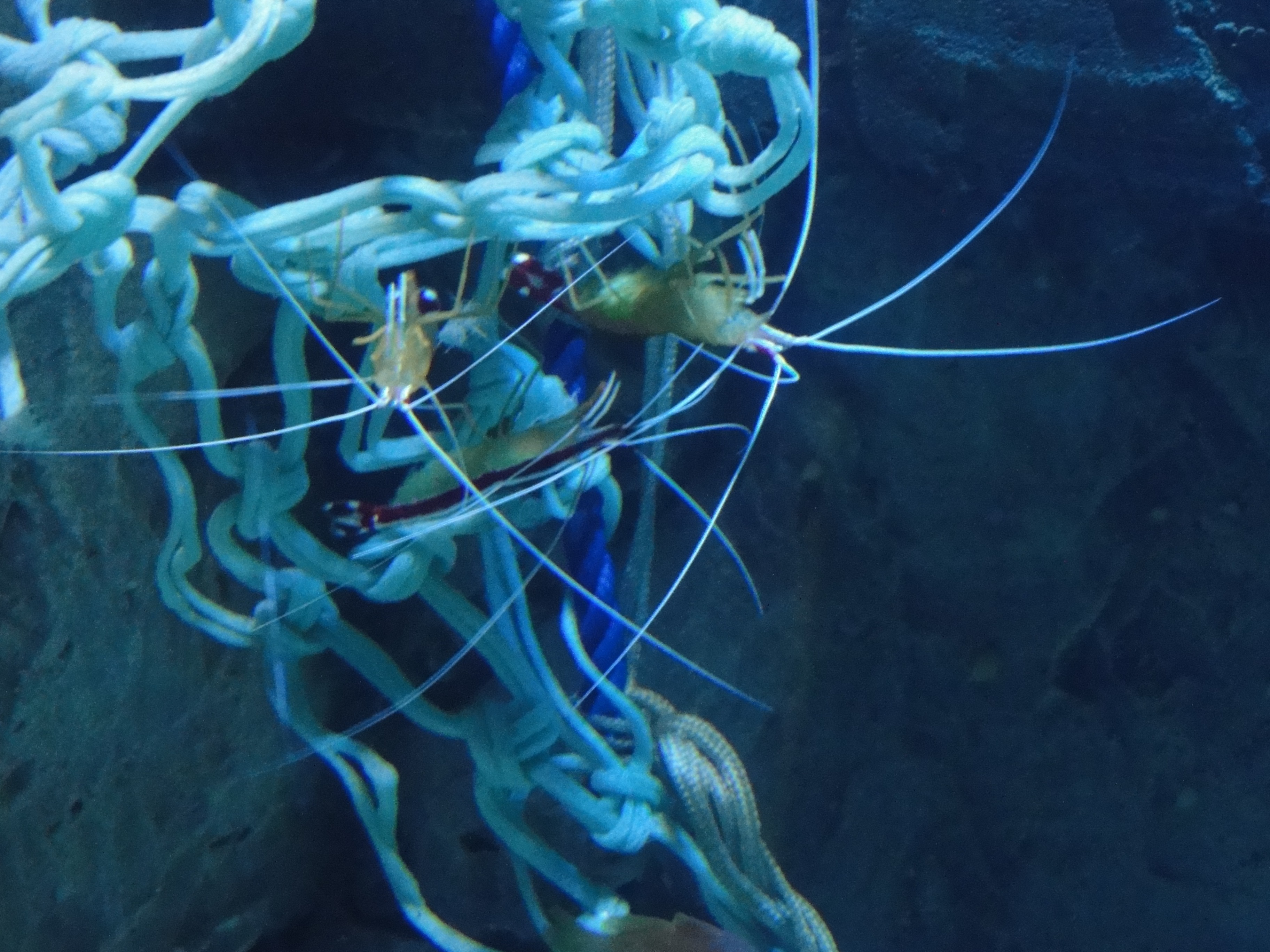 Shrimp Crustacean Sea Life free image download