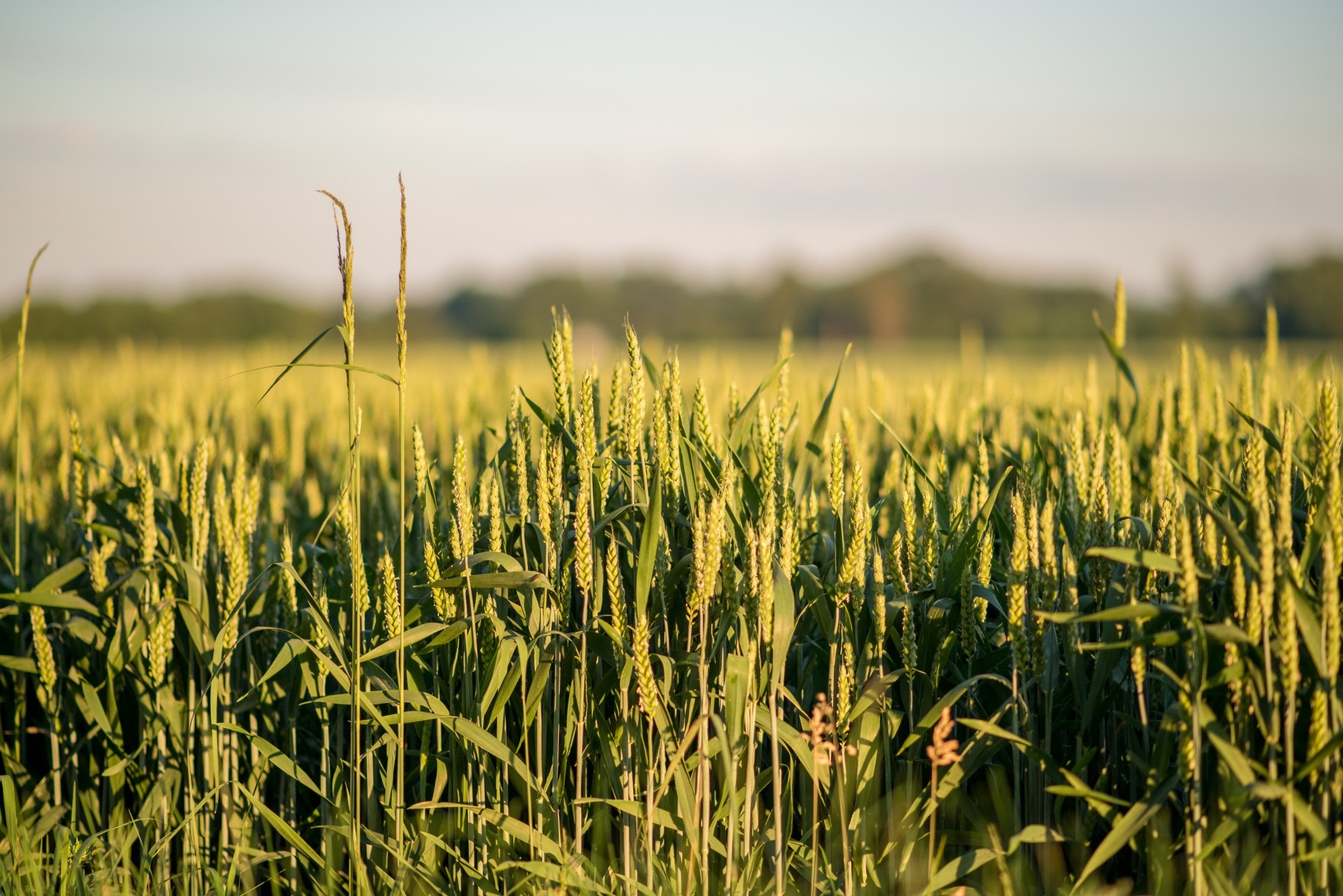 Green wheat growing on field close up free image download