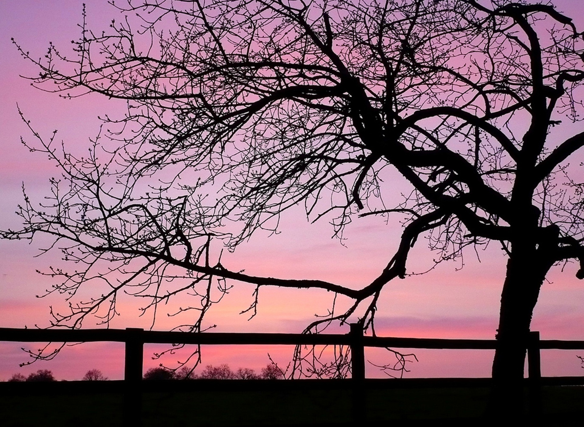 Trees Branches free image download