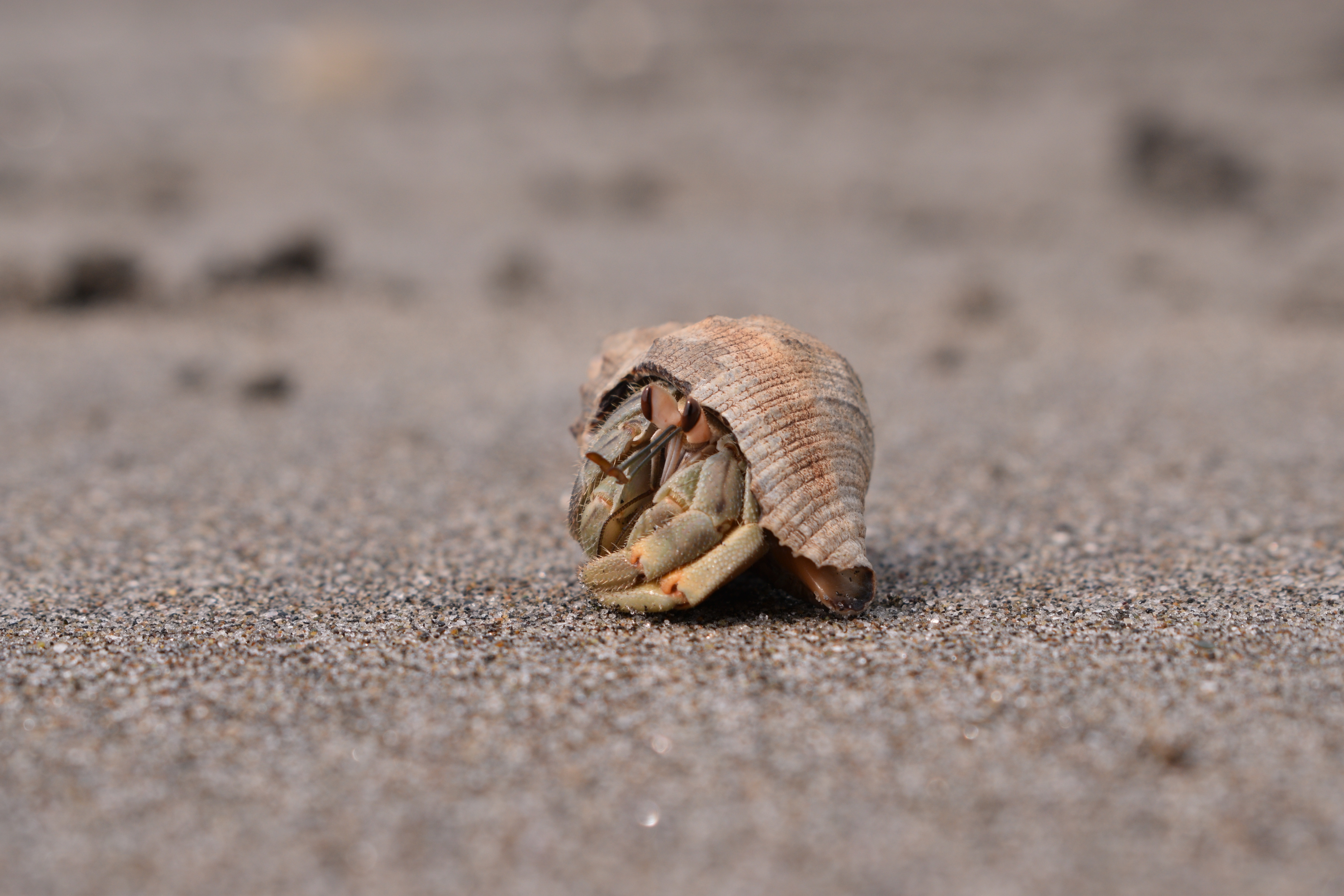 Sand Beach Costa free image download
