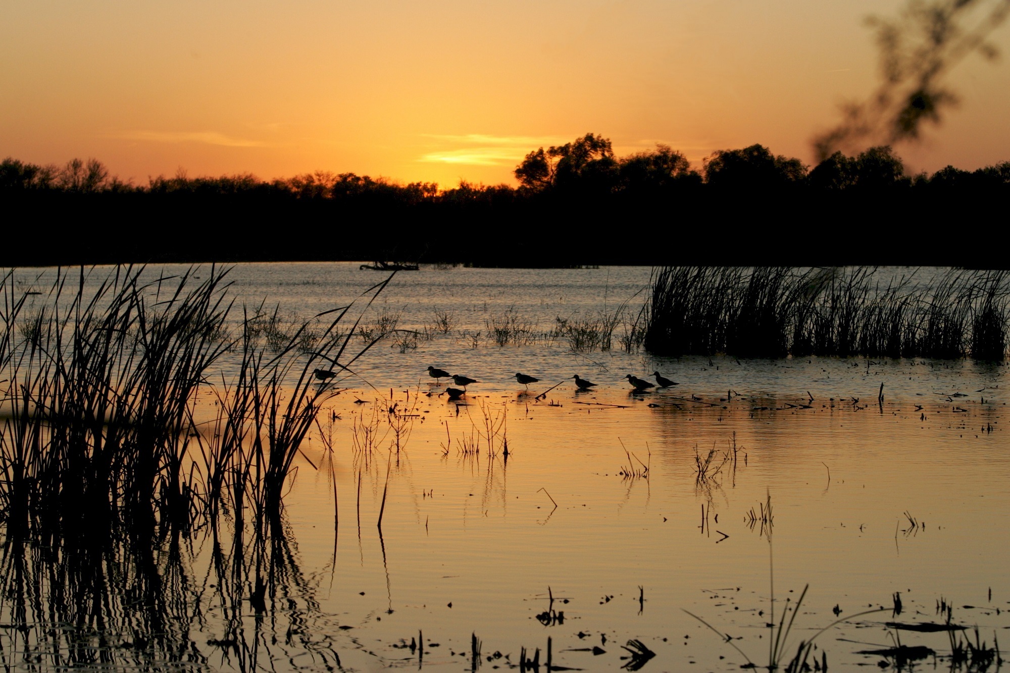Sunset Birds Water free image download
