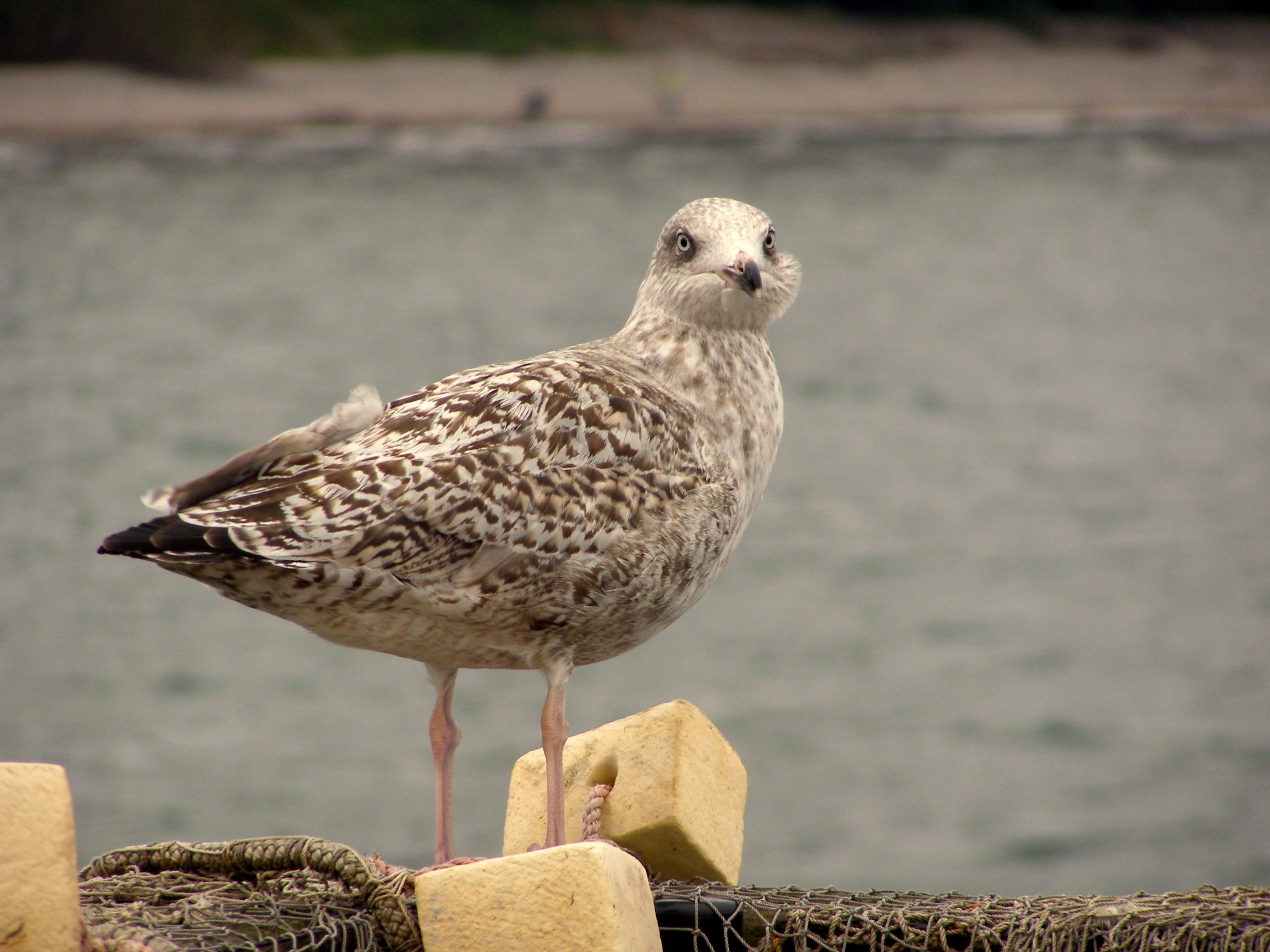 Seagull by Fishing Boat Net free image download