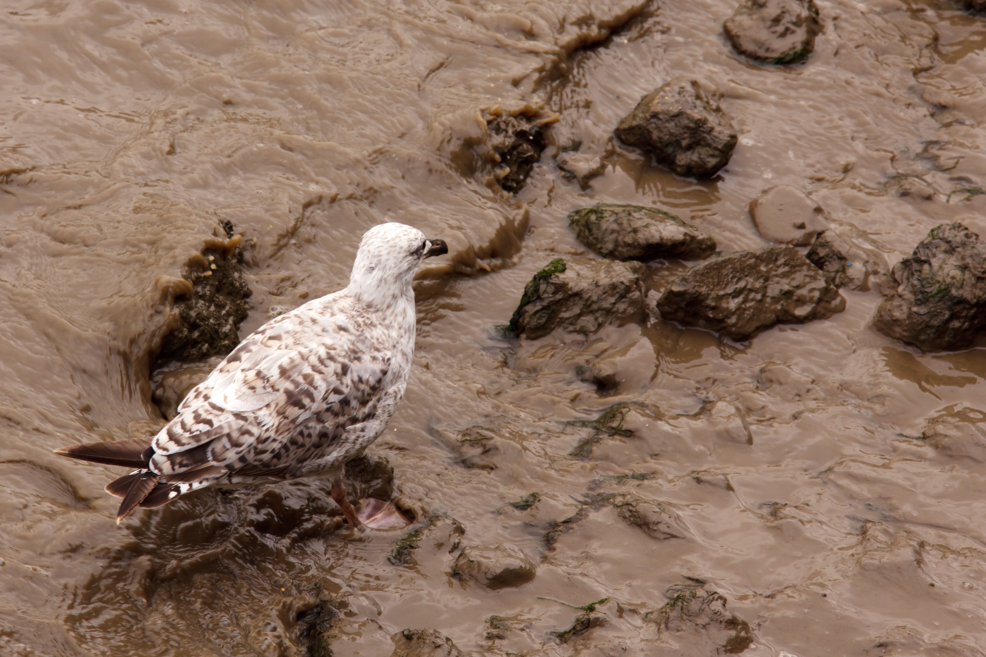 Brown Dirty seagull free image download