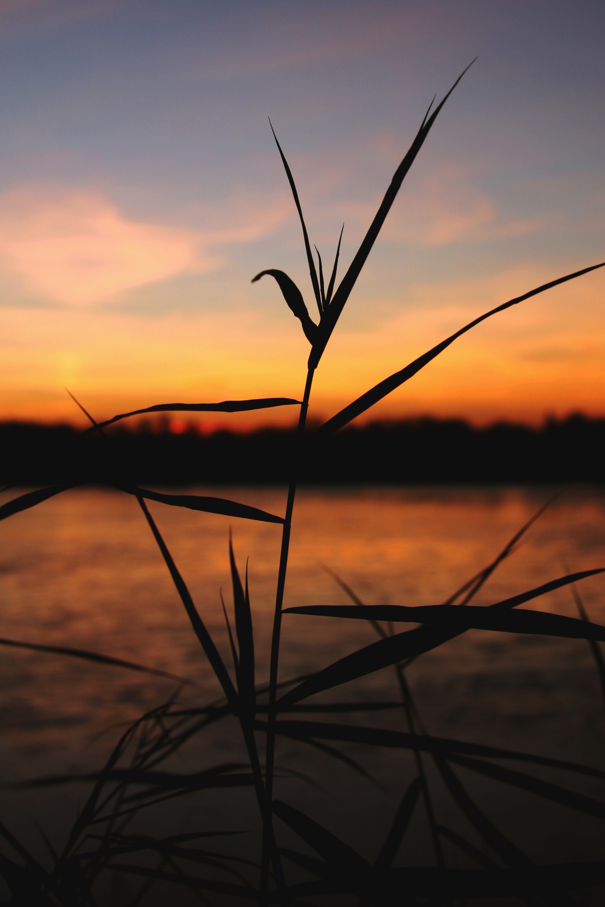 Afterglow Sunset Reed free image download