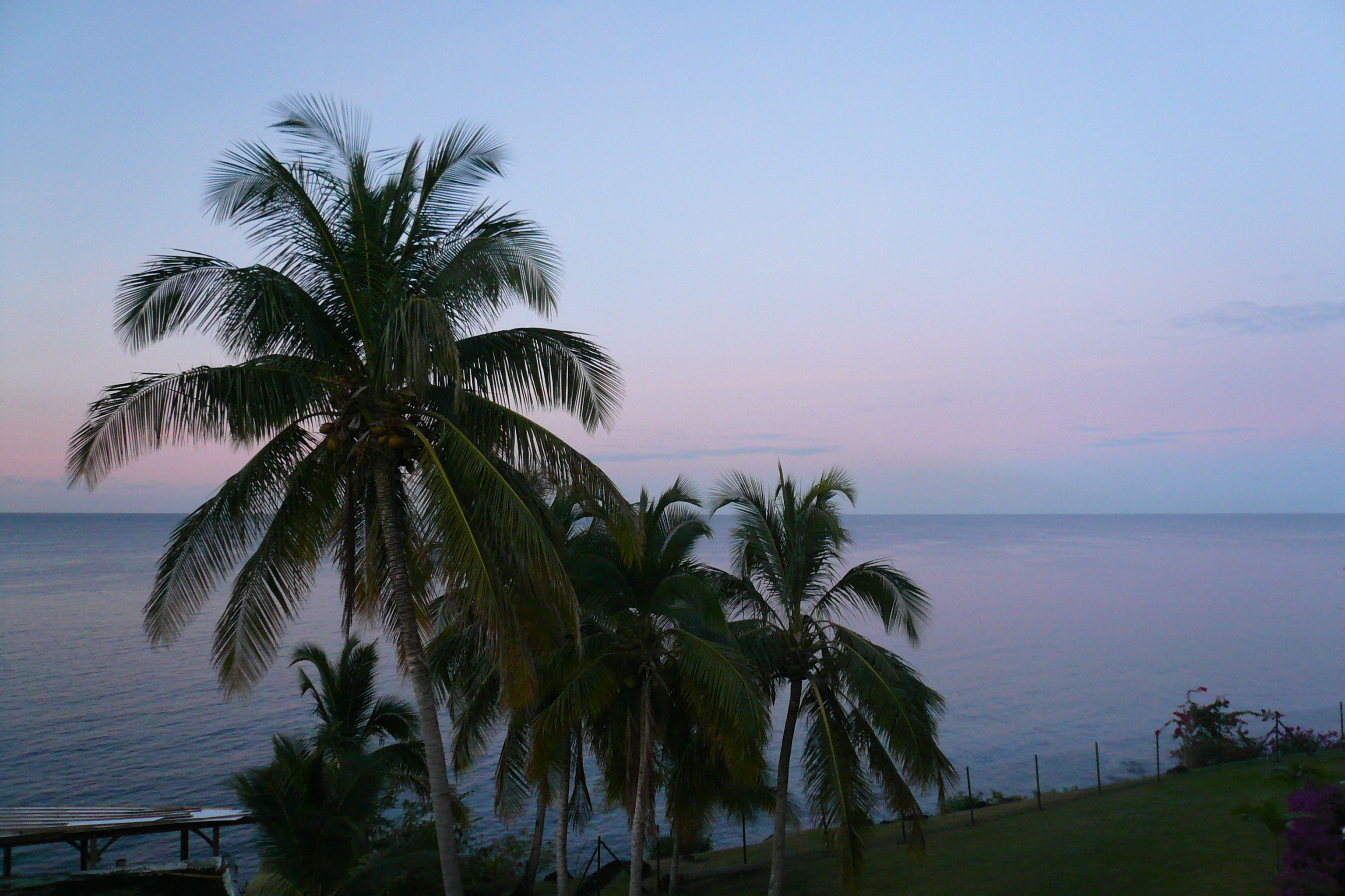 Caribbean Palm Trees free image download
