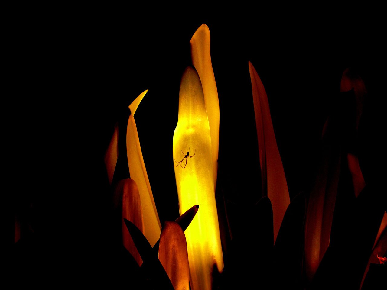 Spider Animal Night free image download